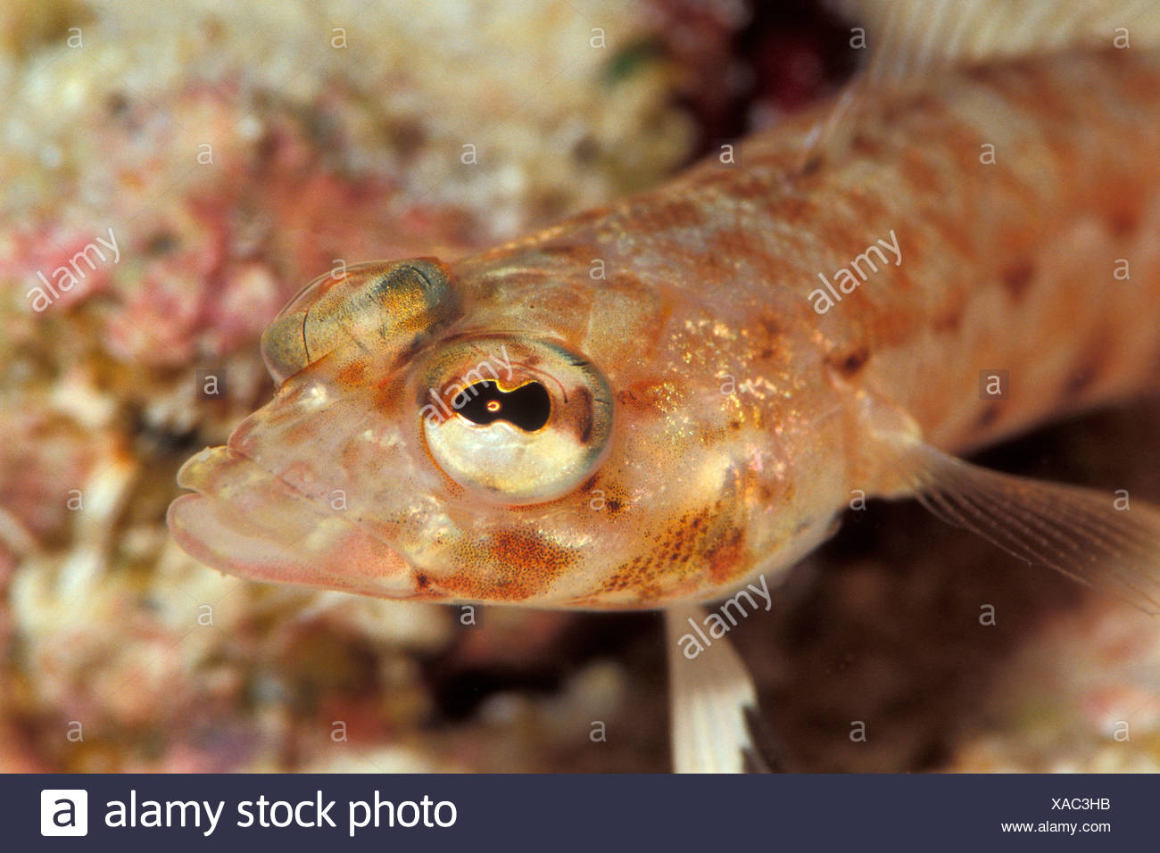 Parapercis Sp High Resolution Stock Photography and Images - Alamy