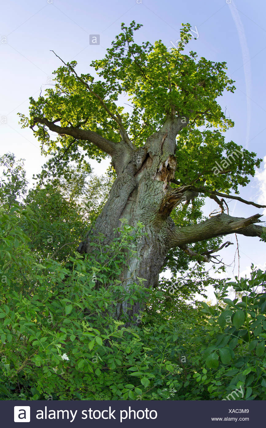 Gnarled Oak Tree High Resolution Stock Photography and Images - Alamy