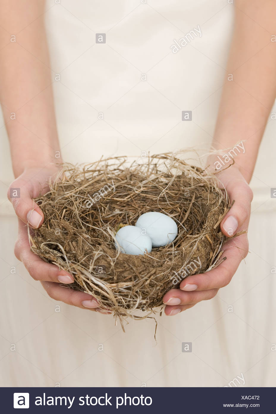 Nest Of Eggs Stock Photos & Nest Of Eggs Stock Images - Alamy