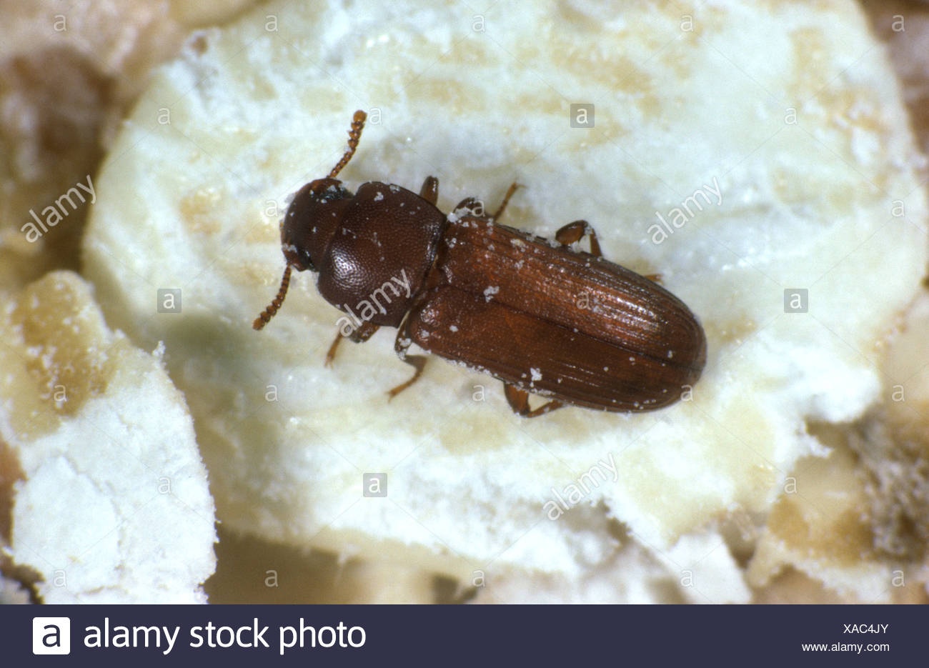 Flour Beetles High Resolution Stock Photography and Images - Alamy