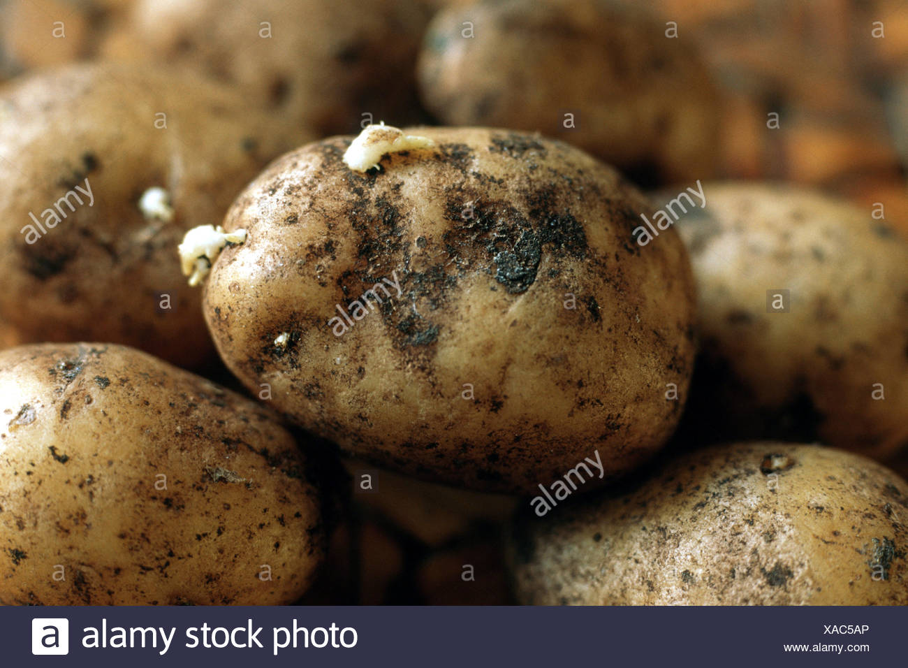 Fungal Potato Disease High Resolution Stock Photography and Images - Alamy