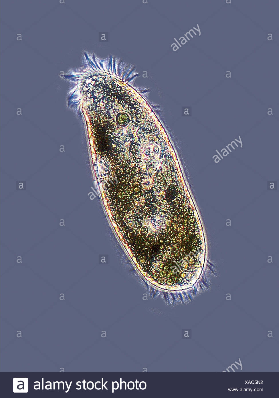 Protozoon High Resolution Stock Photography and Images - Alamy