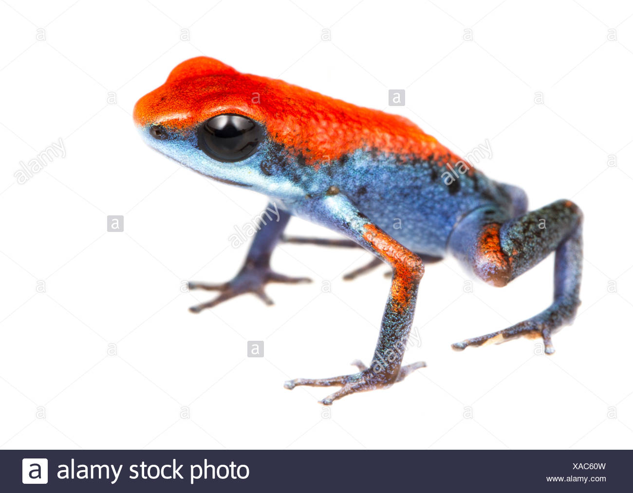 Escudo De Panama High Resolution Stock Photography and Images - Alamy