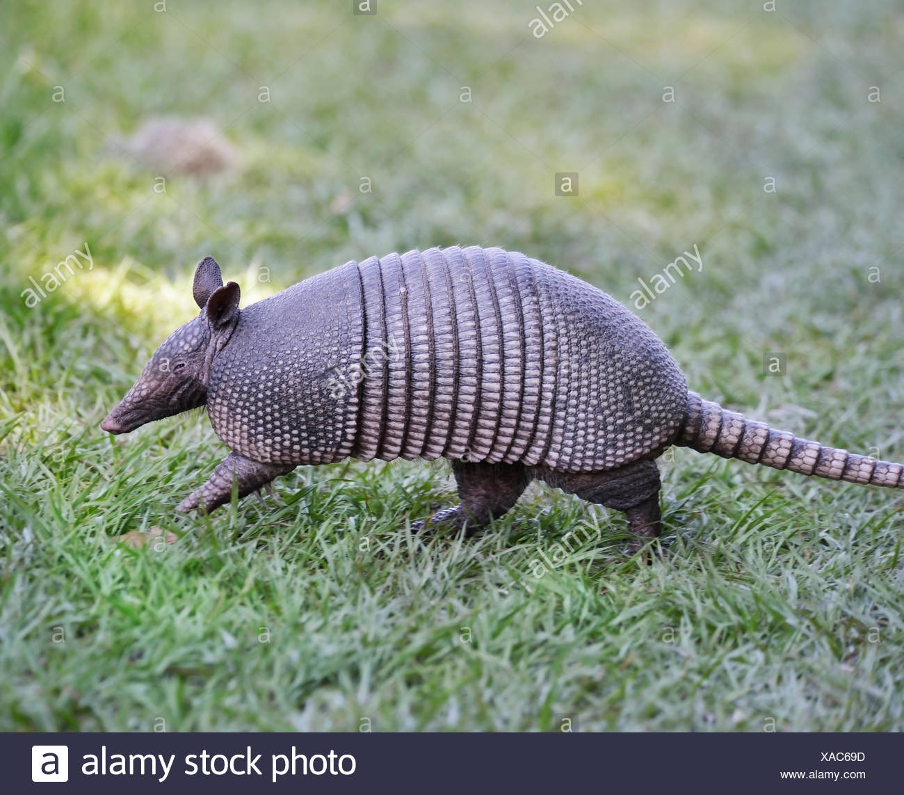 Giant Armadillo Stock Photos & Giant Armadillo Stock Images - Alamy