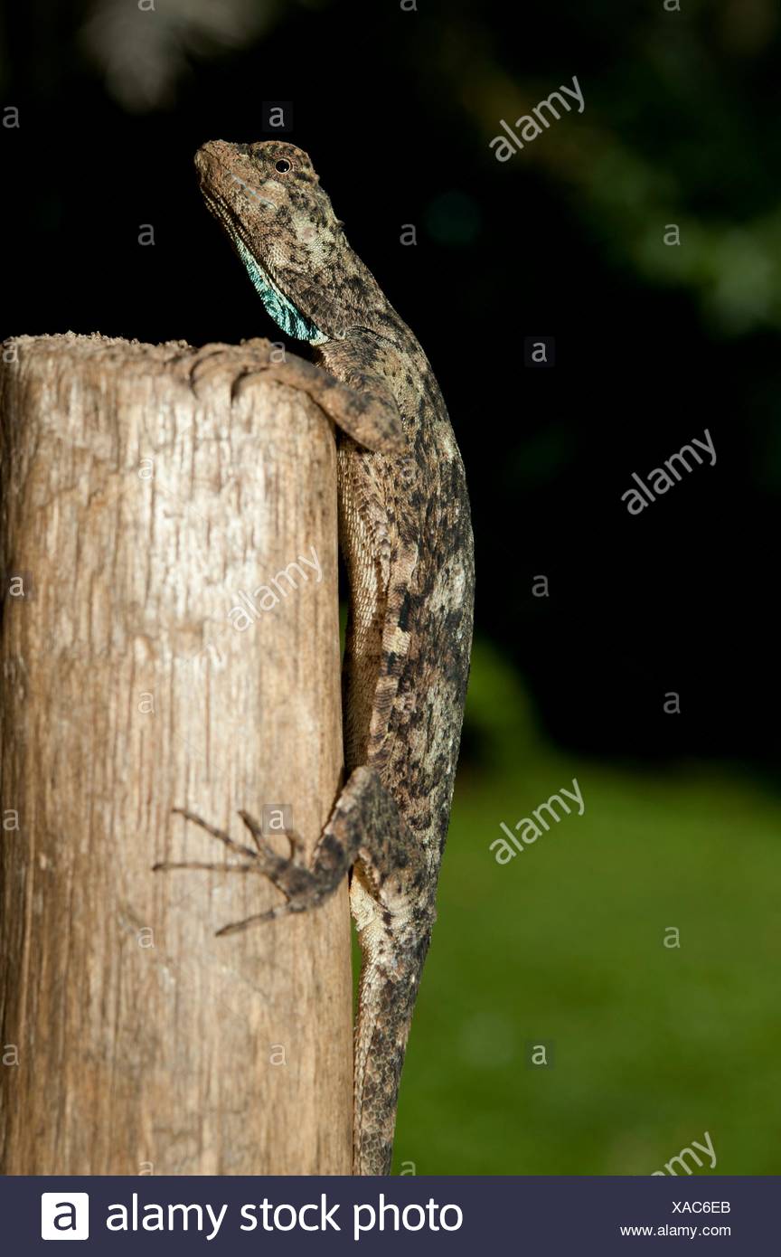 Flying Lizard Asia High Resolution Stock Photography and Images - Alamy