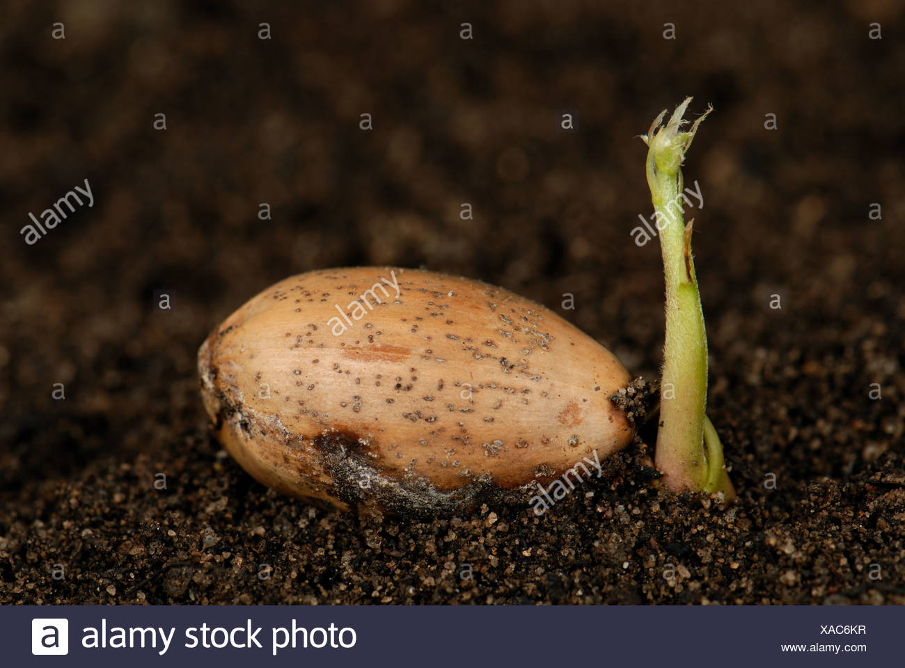 Acorn Oak High Resolution Stock Photography and Images - Alamy