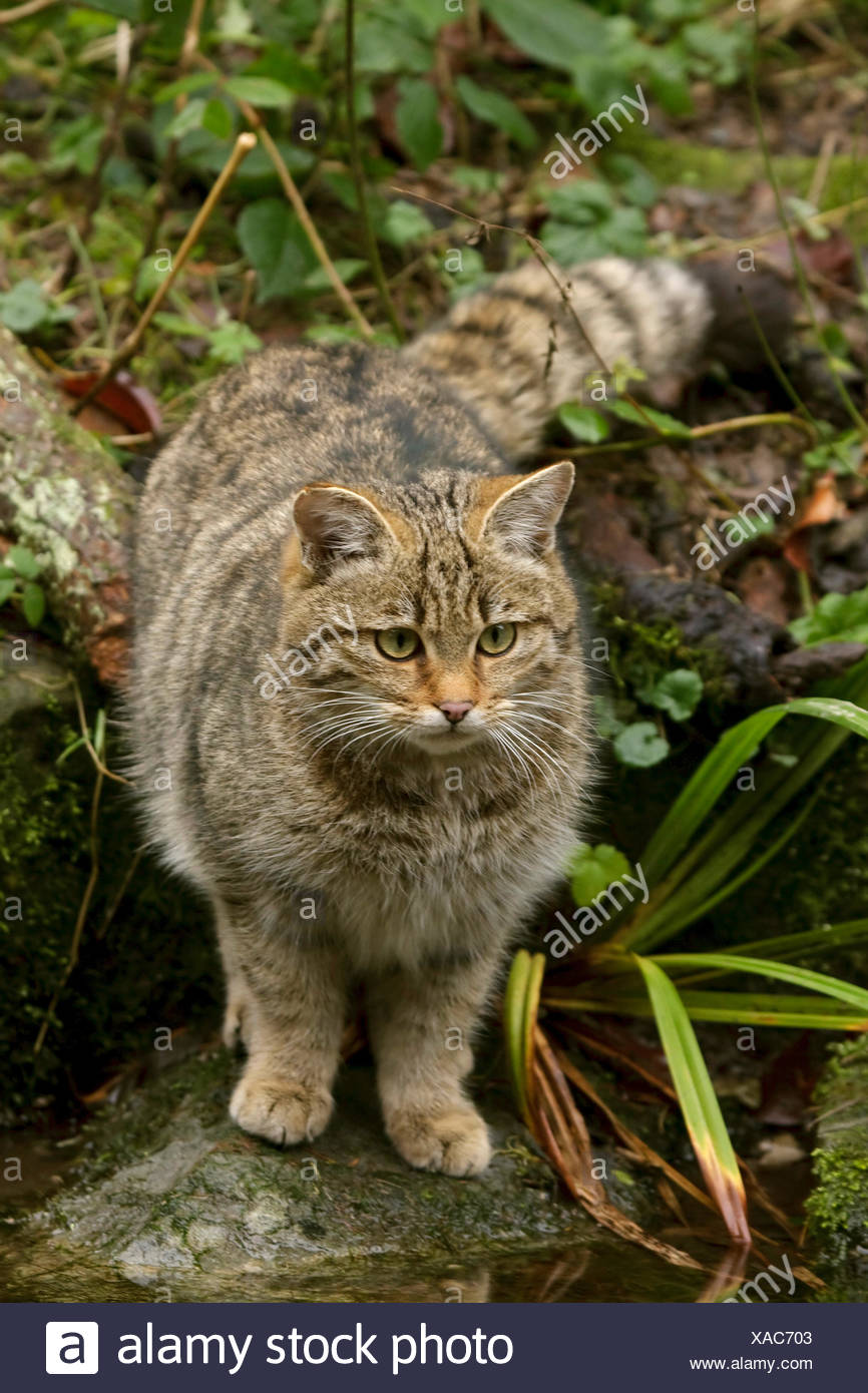 European Wildcat Standing High Resolution Stock Photography and Images ...