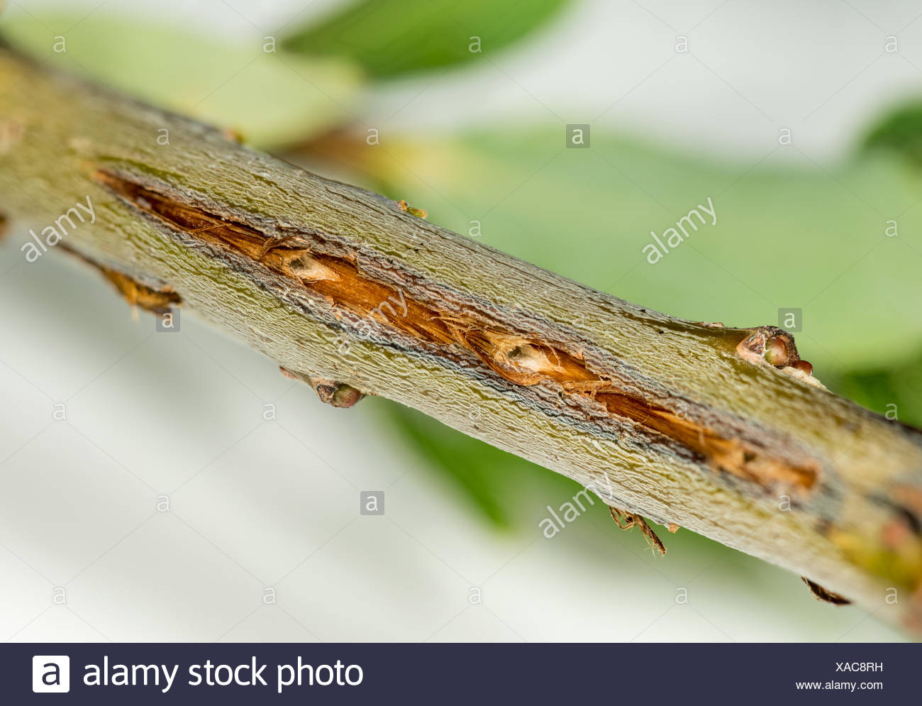 Cicada Damage High Resolution Stock Photography and Images - Alamy