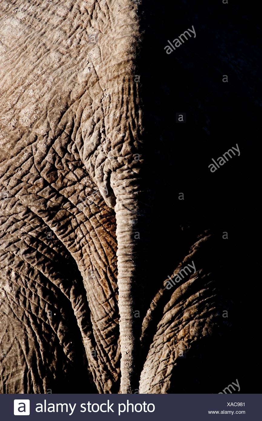 Elephants Backside High Resolution Stock Photography and Images - Alamy