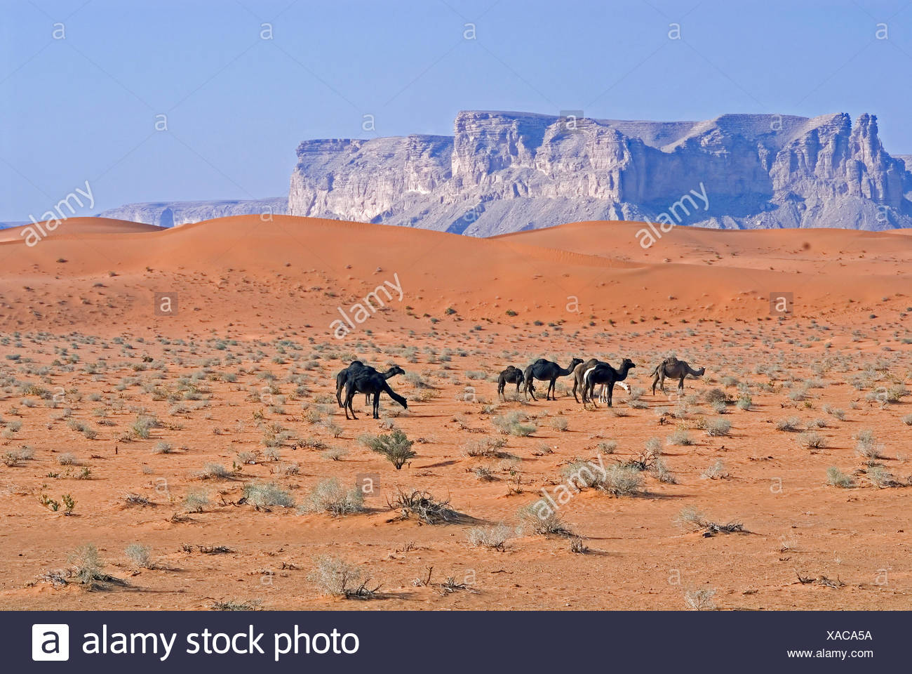Saudi Arabia High Resolution Stock Photography and Images - Alamy