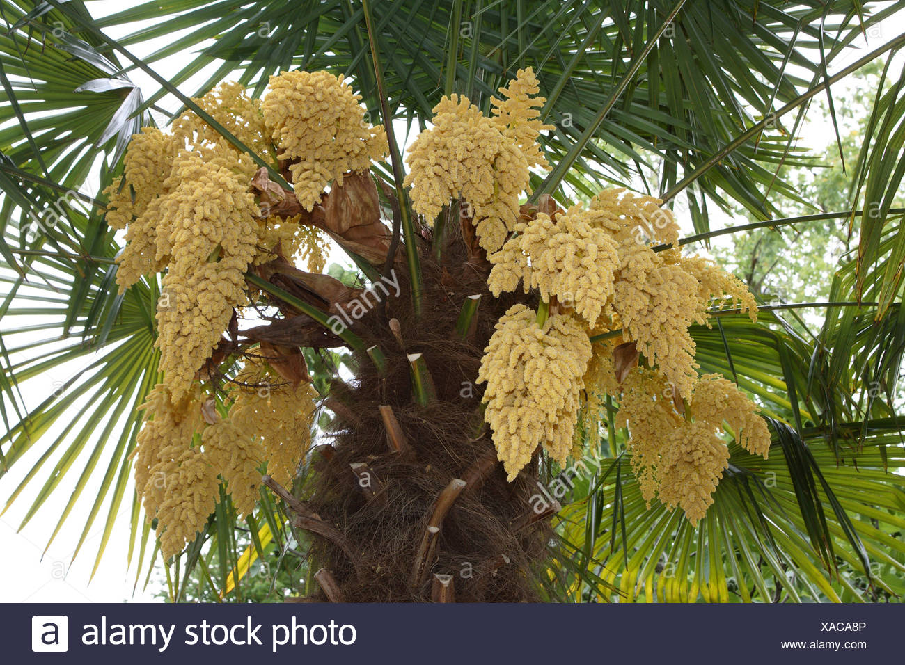 Chinese Hemp Palm High Resolution Stock Photography and Images - Alamy