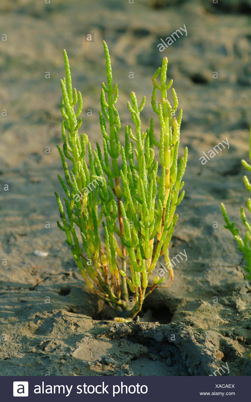 Wadden Sea Flora High Resolution Stock Photography and Images - Alamy