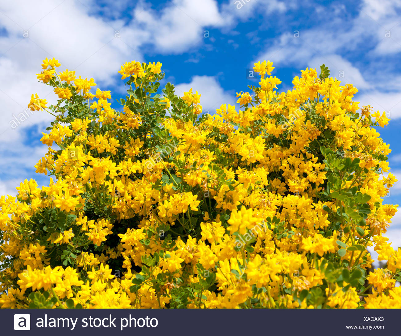 Buttercup Bush High Resolution Stock Photography and Images - Alamy