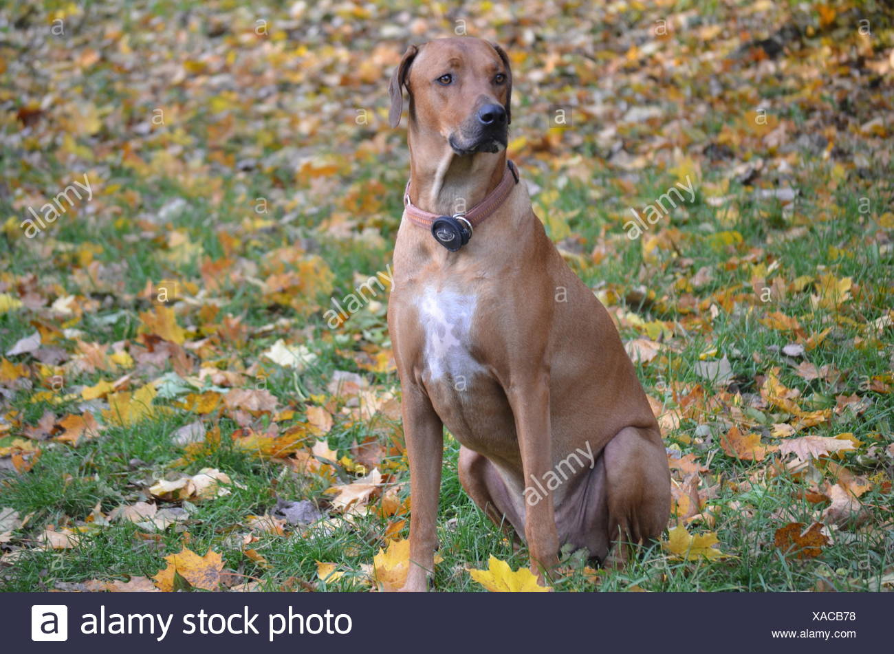 Ridgebacks High Resolution Stock Photography and Images - Alamy