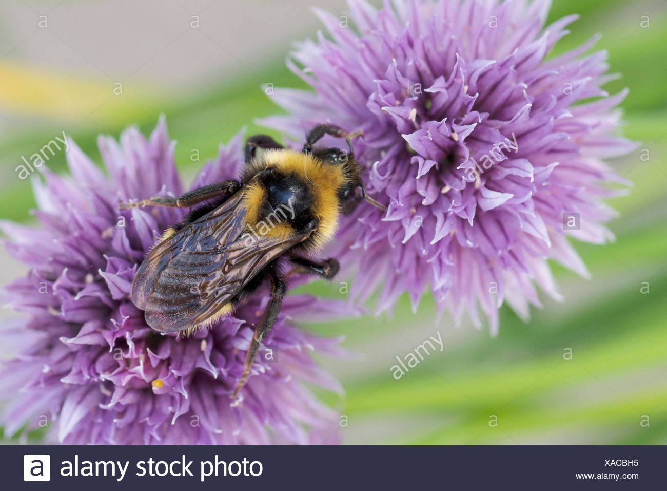Bombus Insularis High Resolution Stock Photography and Images - Alamy
