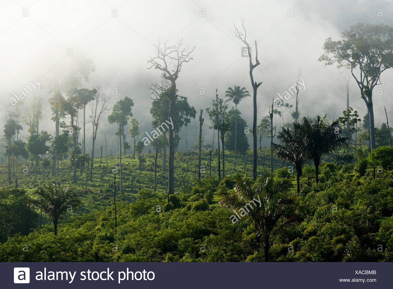 Slash Of Color High Resolution Stock Photography and Images - Alamy