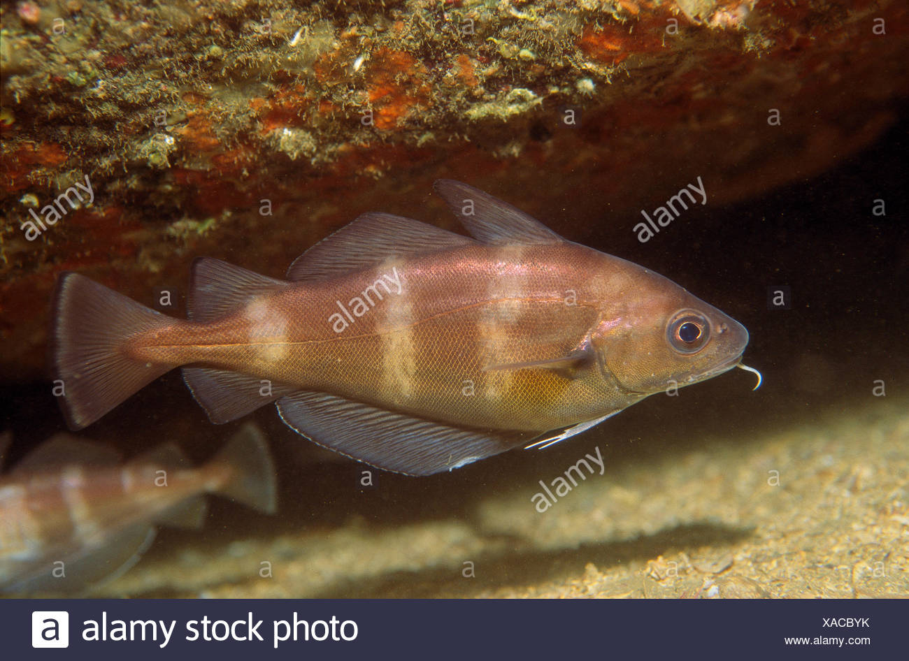 Trisopterus Luscus High Resolution Stock Photography and Images - Alamy