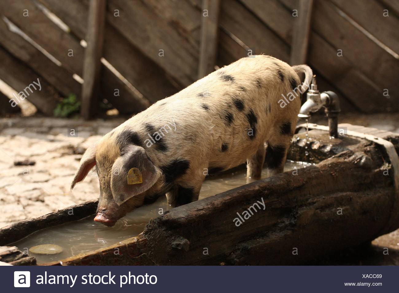 Pig Drinking Water Stock Photos & Pig Drinking Water Stock Images - Alamy