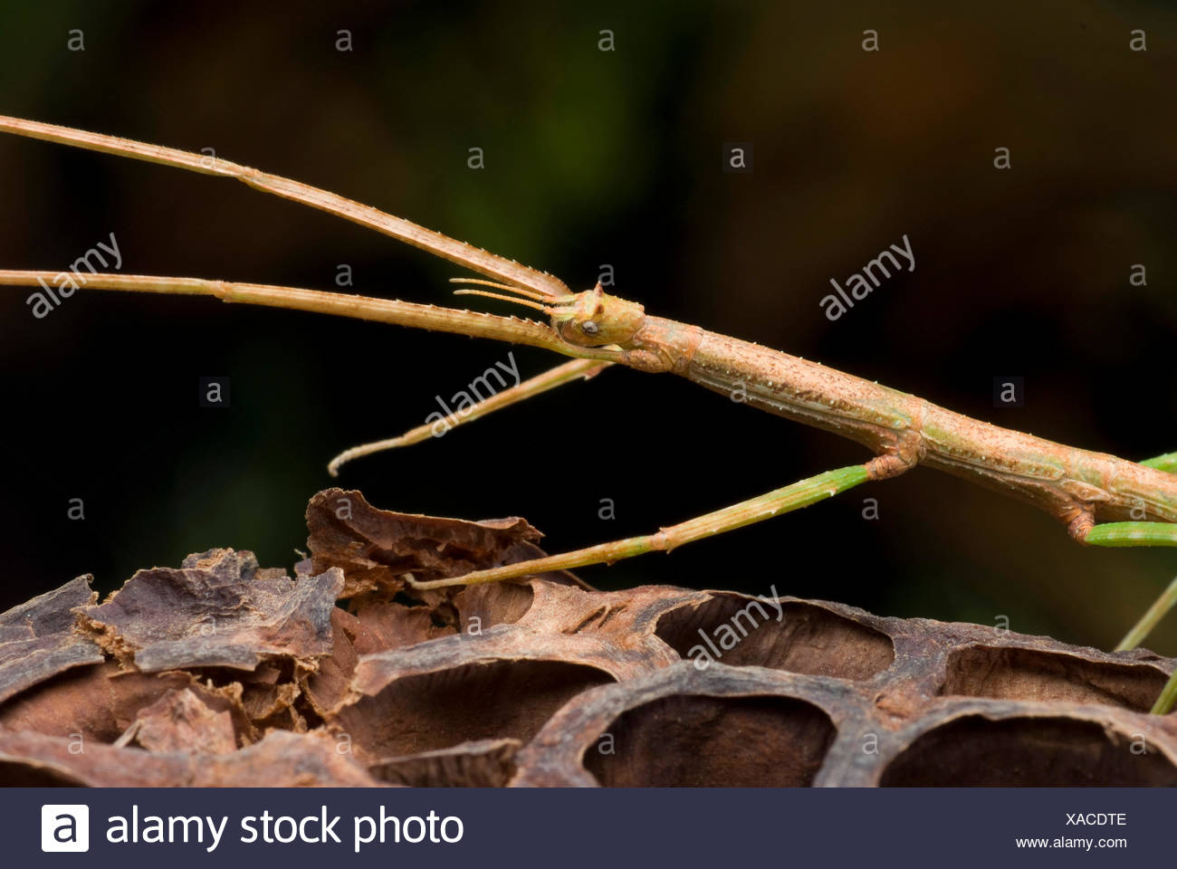 Walking Stick Bugs High Resolution Stock Photography and Images - Alamy