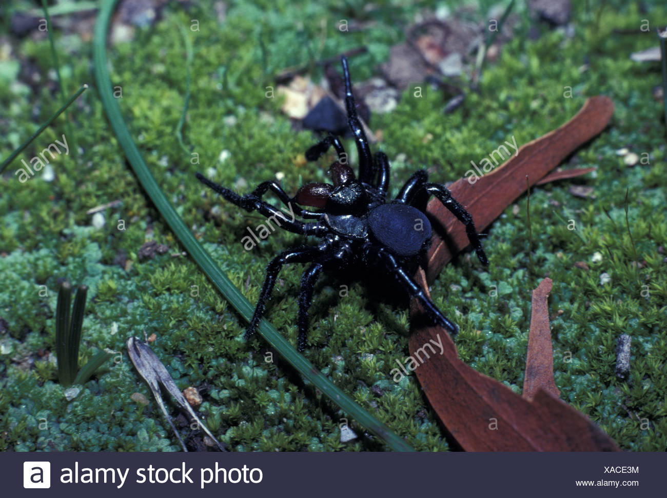 Horizontal Trap Door Spider Trapdoor Spider High Resolution Stock ...