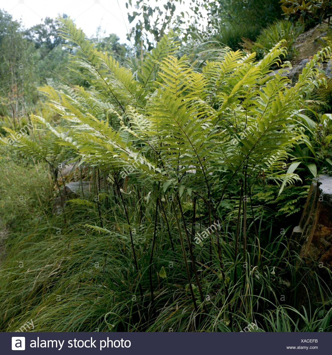 Pteris High Resolution Stock Photography and Images - Alamy