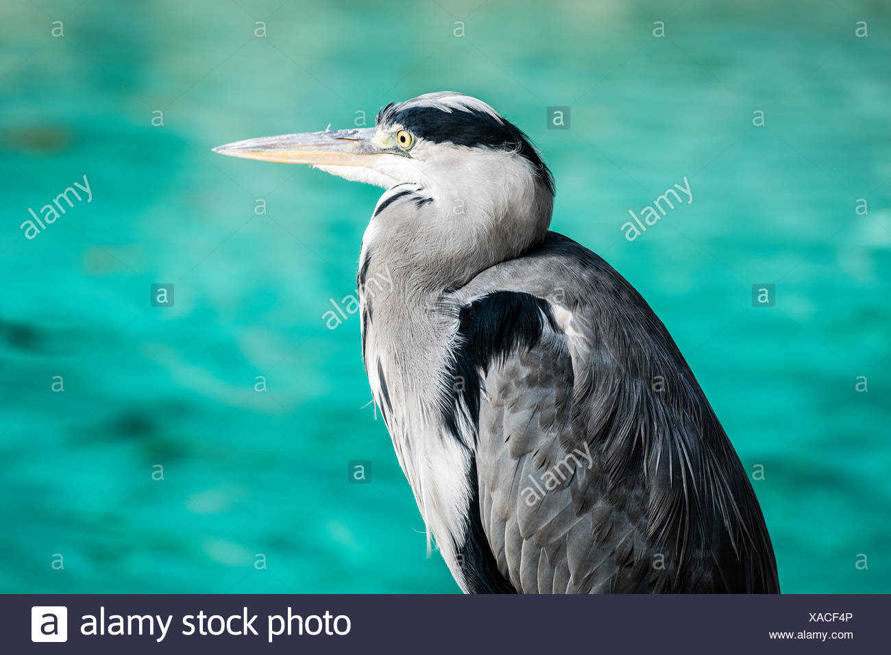 Shypoke Stock Photos & Shypoke Stock Images - Alamy