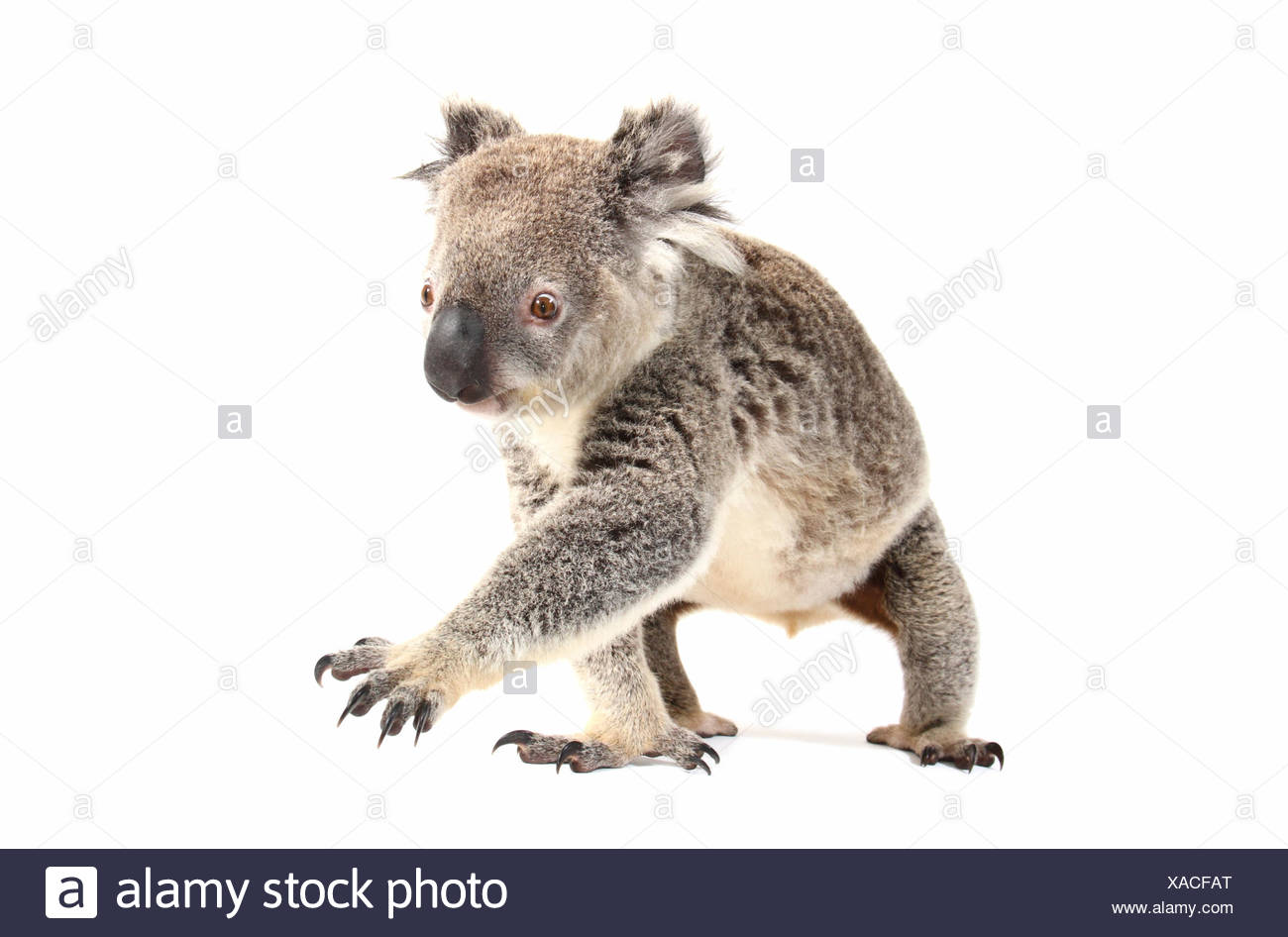Full Body Of Koala High Resolution Stock Photography and Images - Alamy