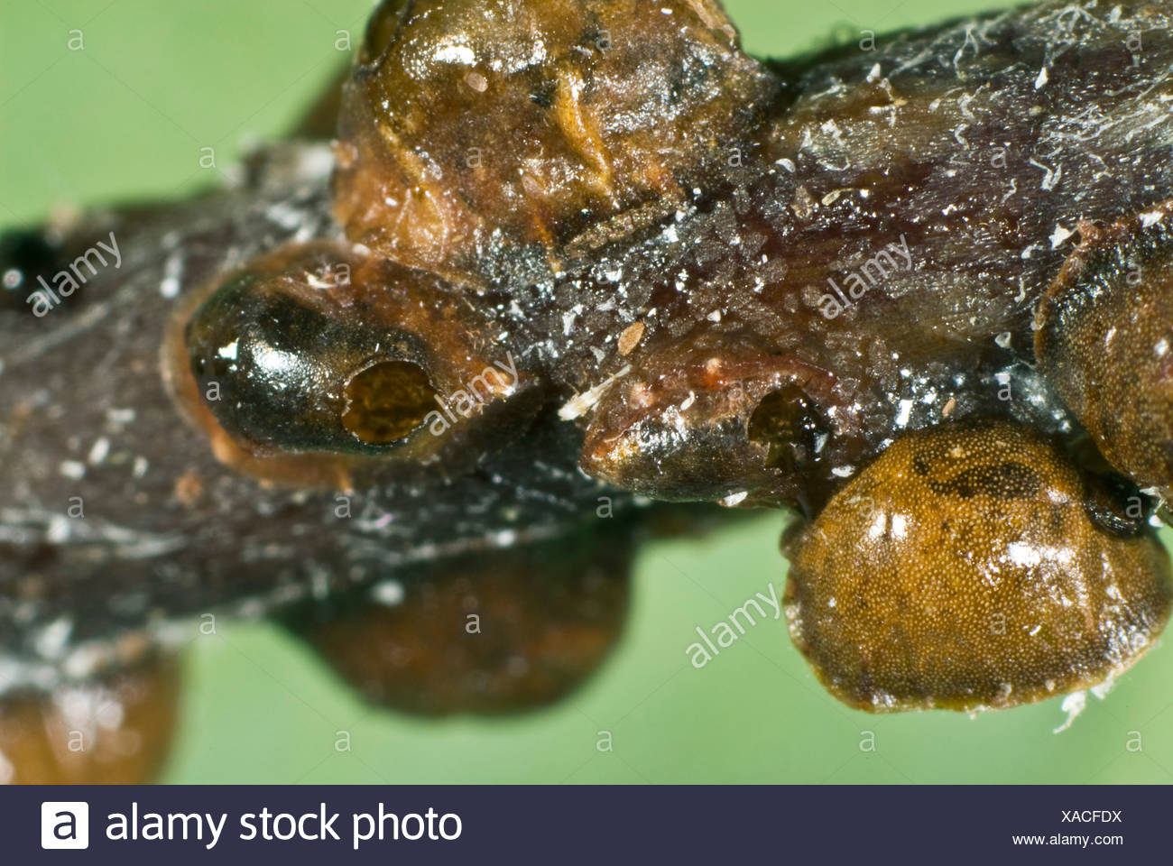 Encrytus High Resolution Stock Photography and Images - Alamy