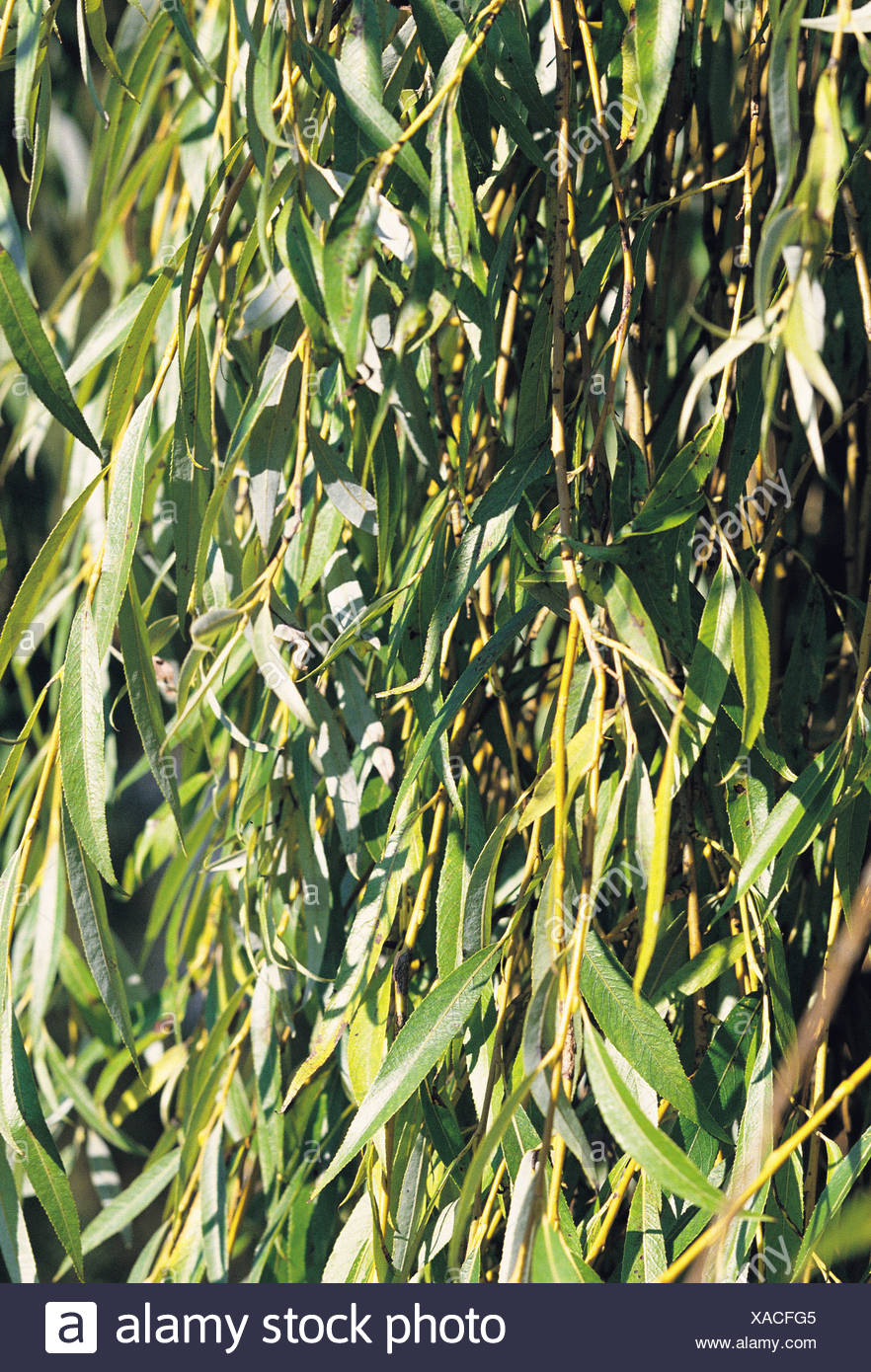 Willow Leaves With High Resolution Stock Photography and Images - Alamy