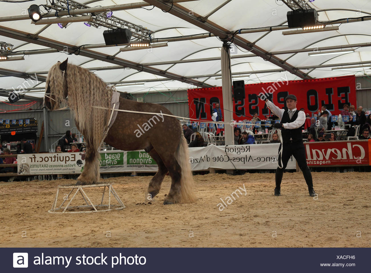 Percheron Horse High Resolution Stock Photography and Images - Alamy