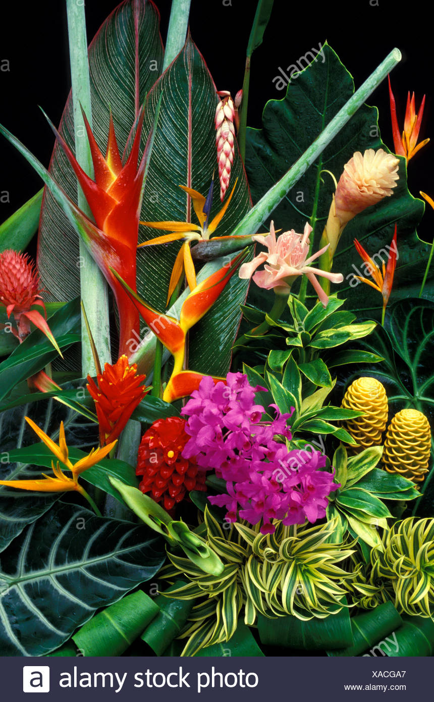 Orchid And Bromeliad High Resolution Stock Photography and Images - Alamy