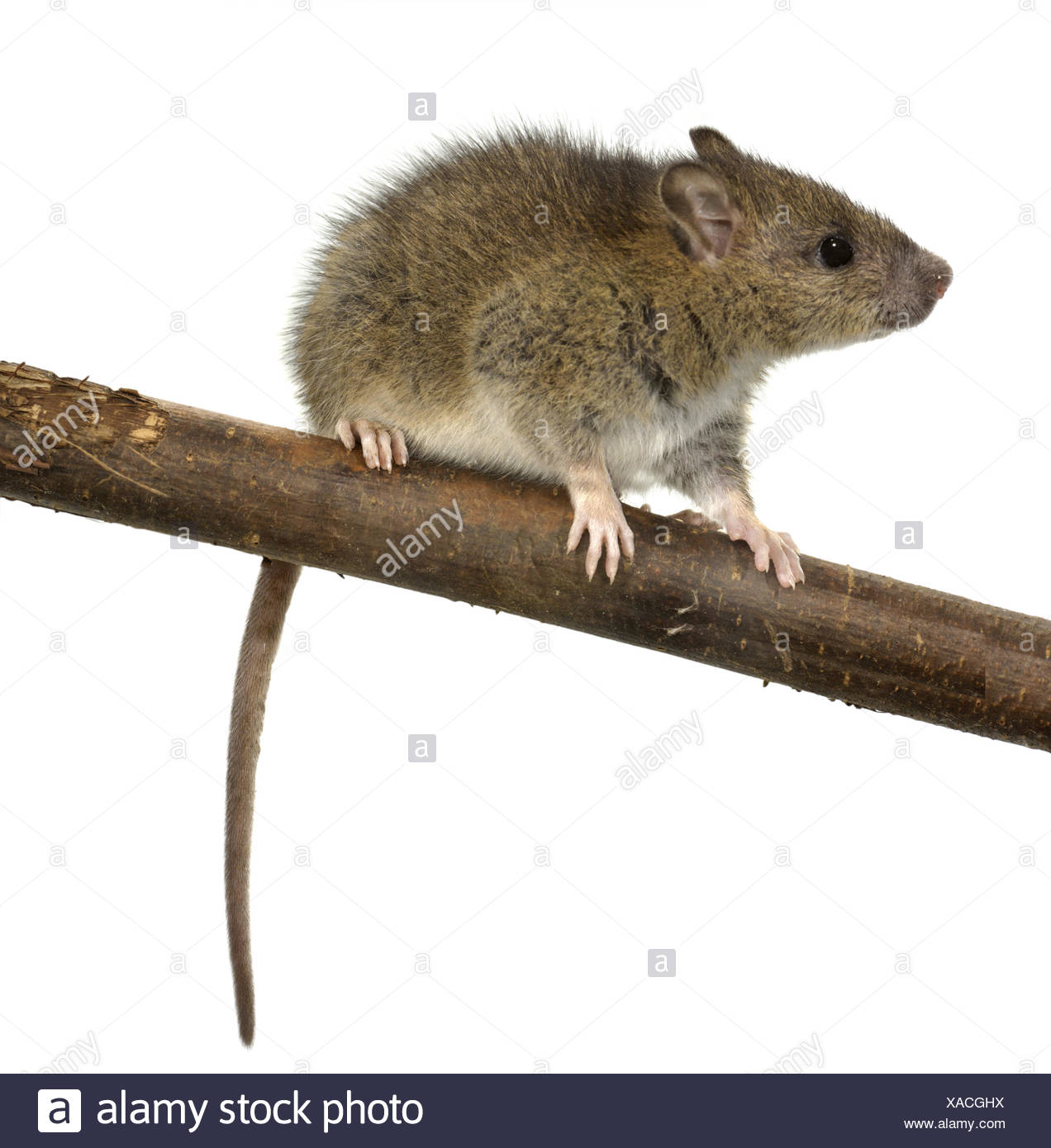 Norvegicus High Resolution Stock Photography and Images - Alamy