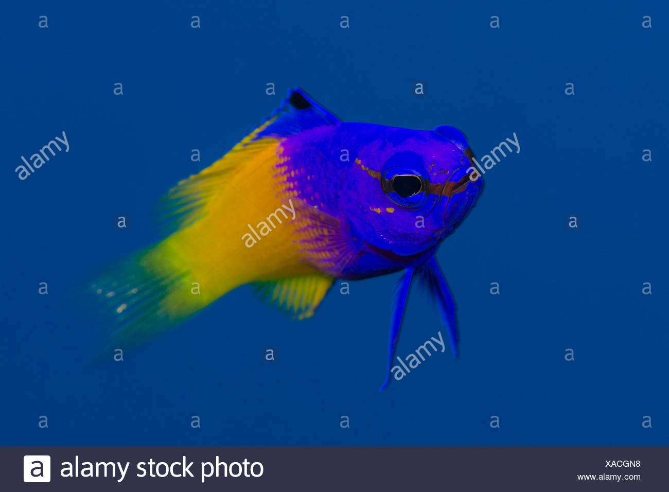 Pink Basslet High Resolution Stock Photography and Images - Alamy