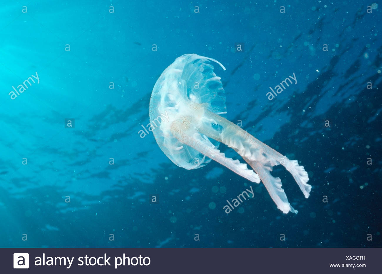 Phosphorescent Sea High Resolution Stock Photography and Images - Alamy