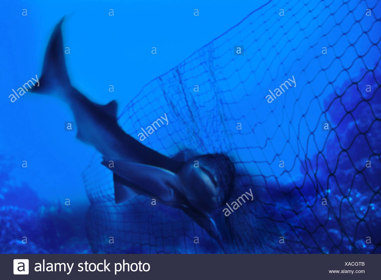 Shark Caught In Net High Resolution Stock Photography and Images - Alamy