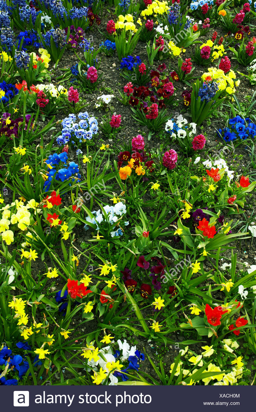 Multi Colored Flowers High Resolution Stock Photography and Images - Alamy