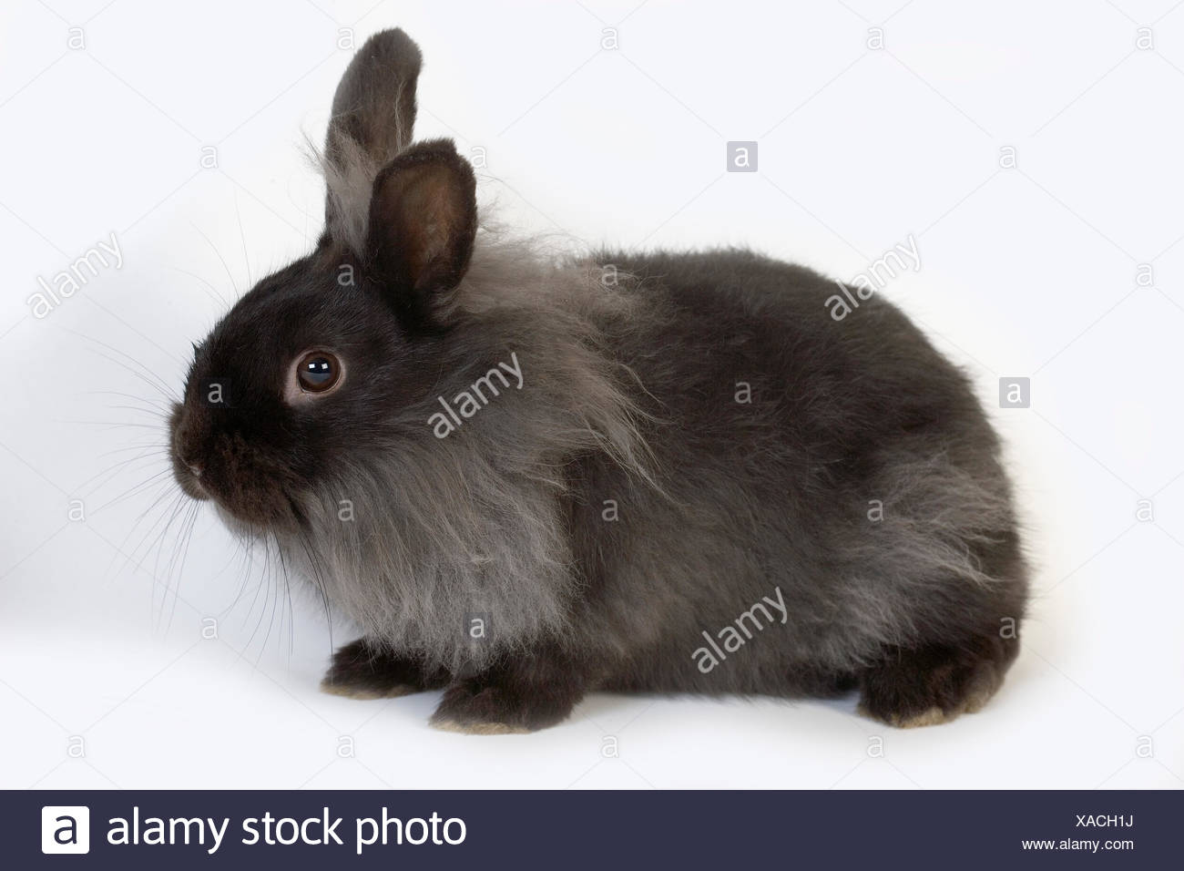 Black And White Dwarf Rabbit High Resolution Stock Photography and ...