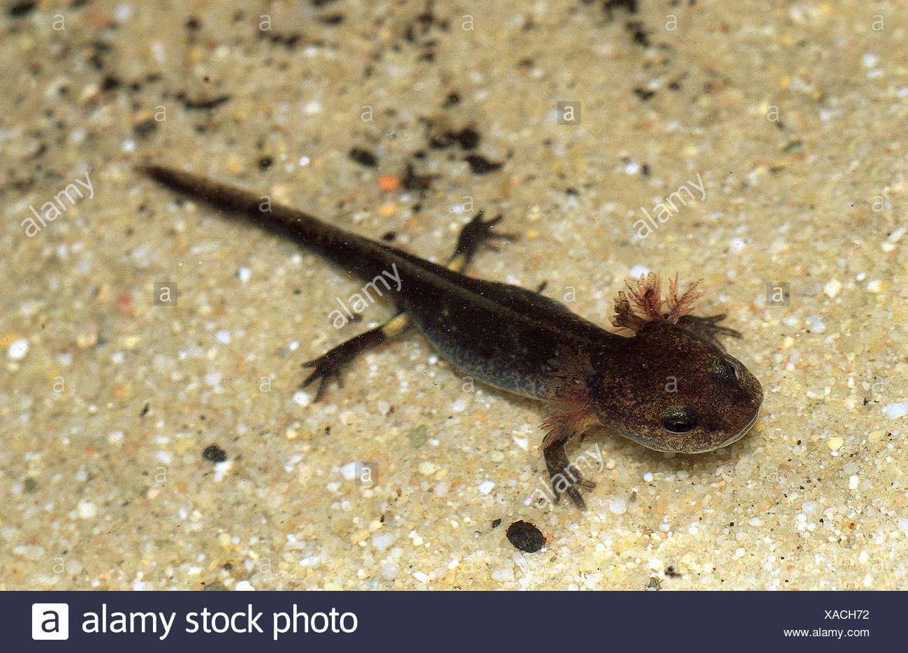 Salamandridae Larva High Resolution Stock Photography and Images - Alamy