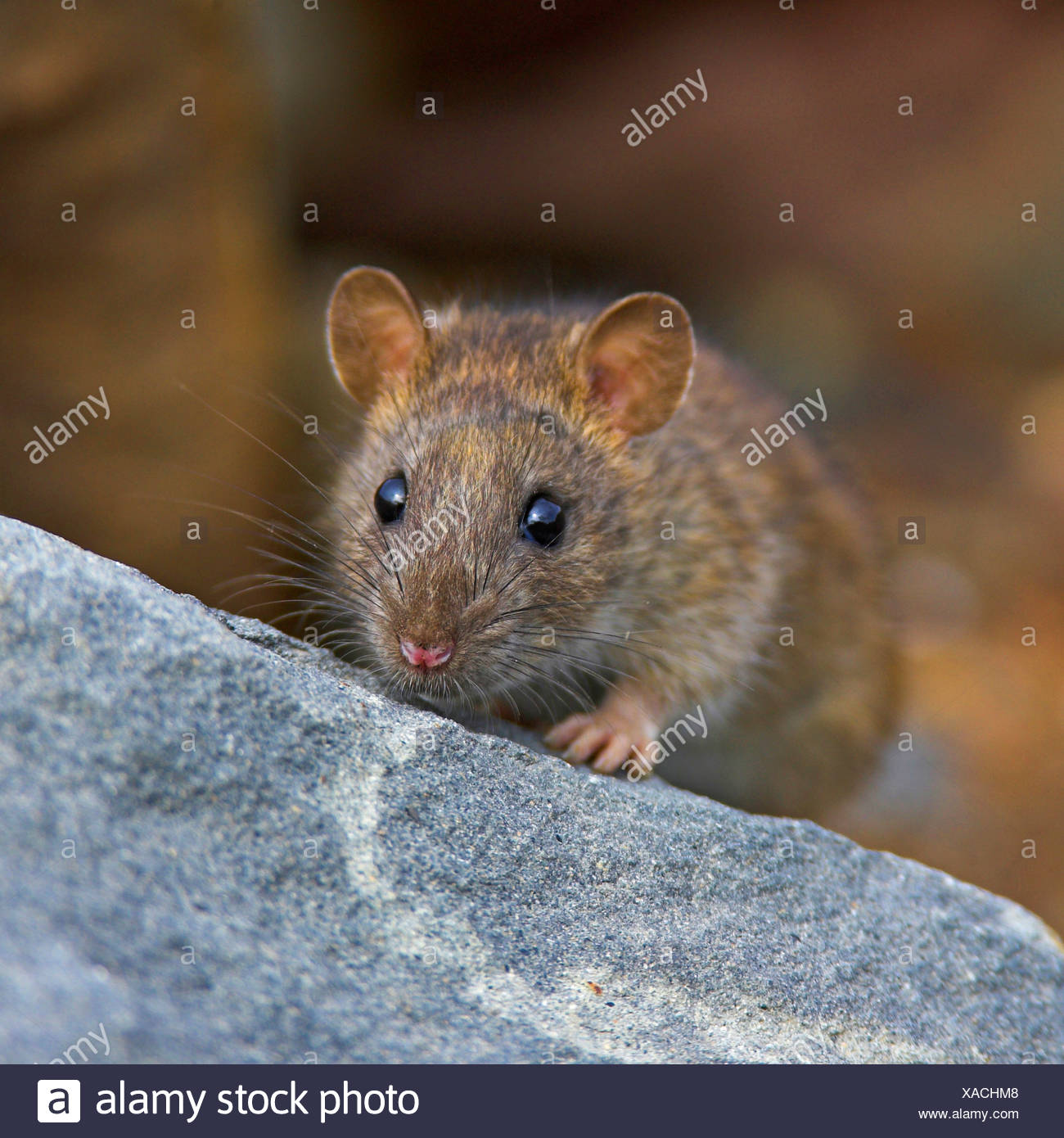 Juvenile Rat High Resolution Stock Photography and Images - Alamy