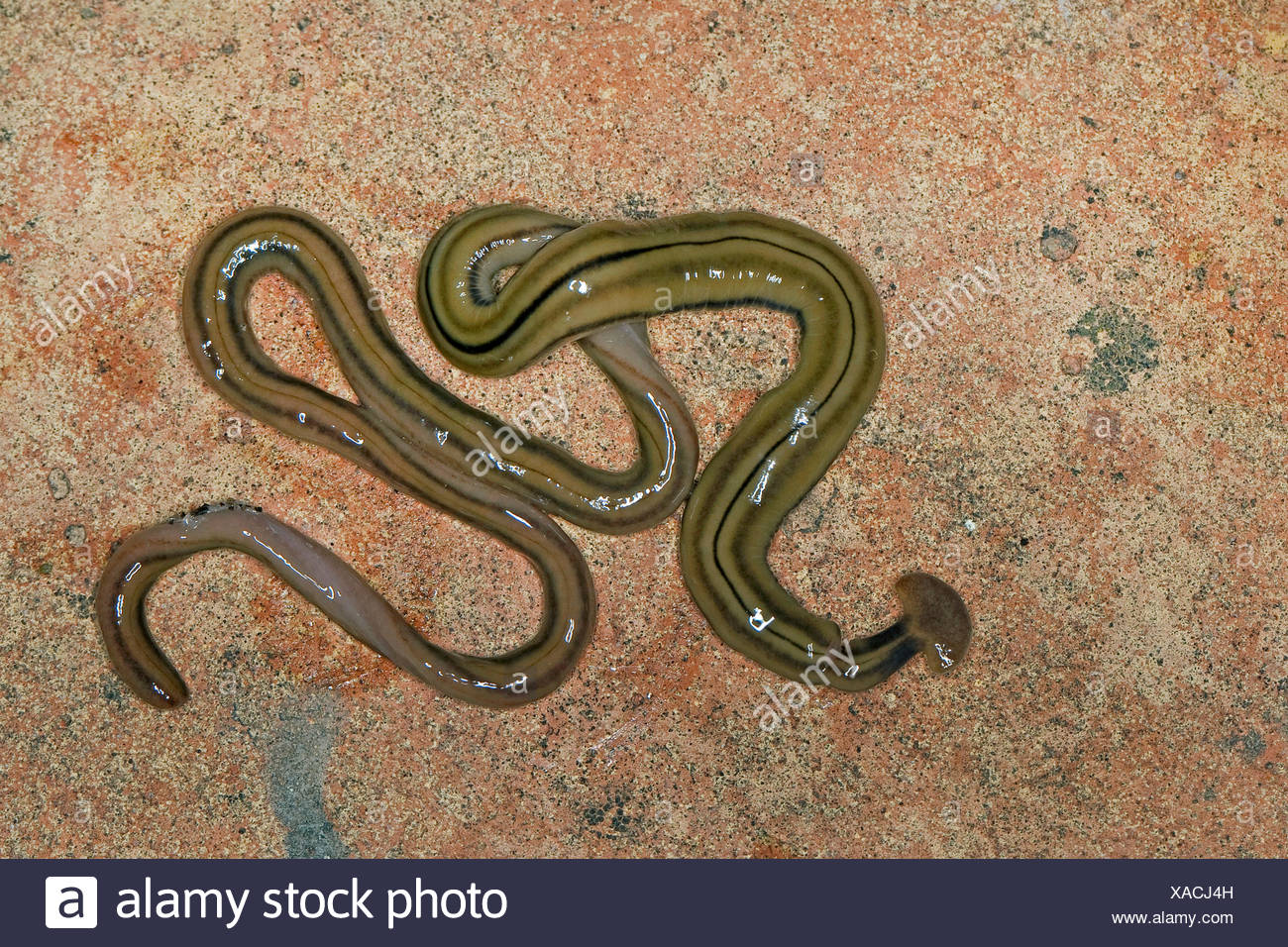 Hammerhead Worm Stock Photos & Hammerhead Worm Stock Images - Alamy