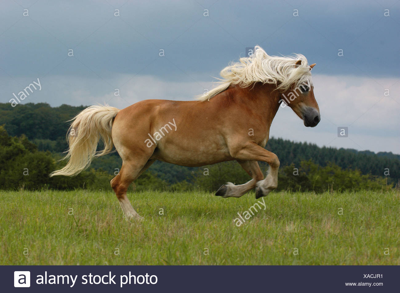 Haflinger Pony High Resolution Stock Photography and Images - Alamy