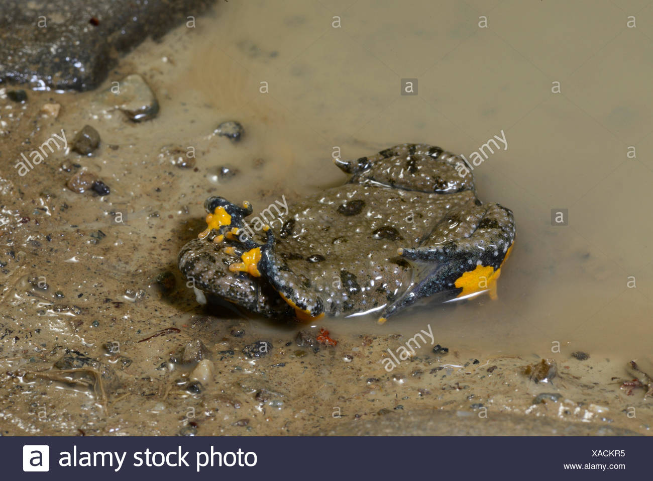 Defence Posture Of The Yellow Bellied High Resolution Stock Photography ...