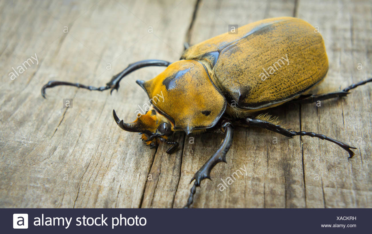 Elephant Beetle High Resolution Stock Photography and Images - Alamy