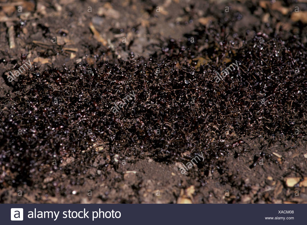 Ants Column High Resolution Stock Photography and Images - Alamy