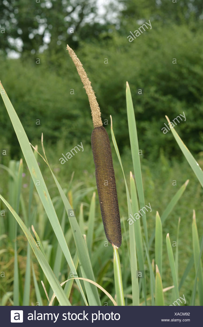 Bulrush Flower High Resolution Stock Photography and Images - Alamy