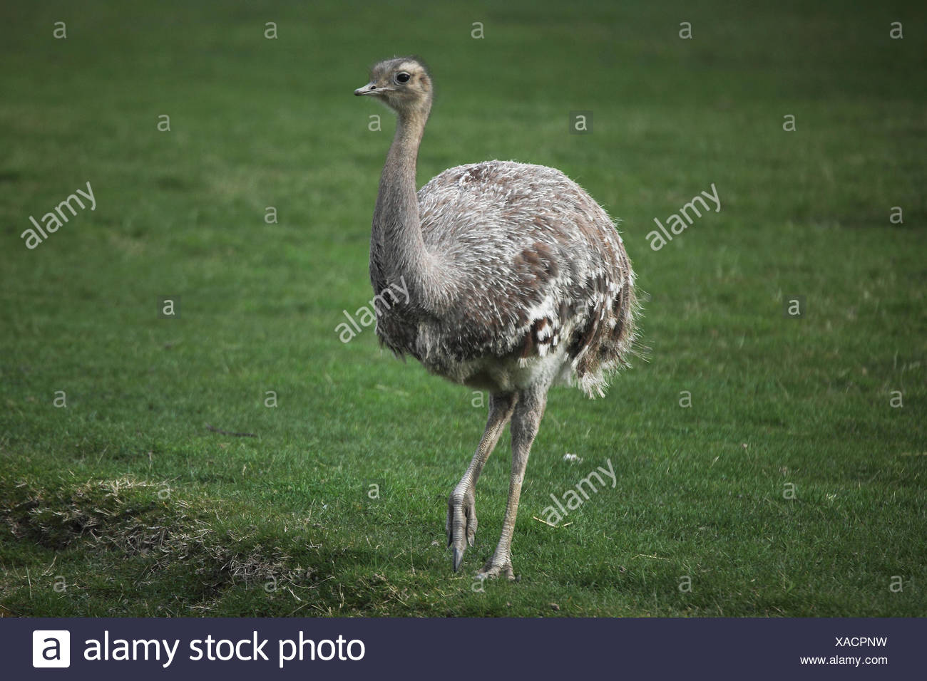 Lesser Rhea High Resolution Stock Photography and Images - Alamy