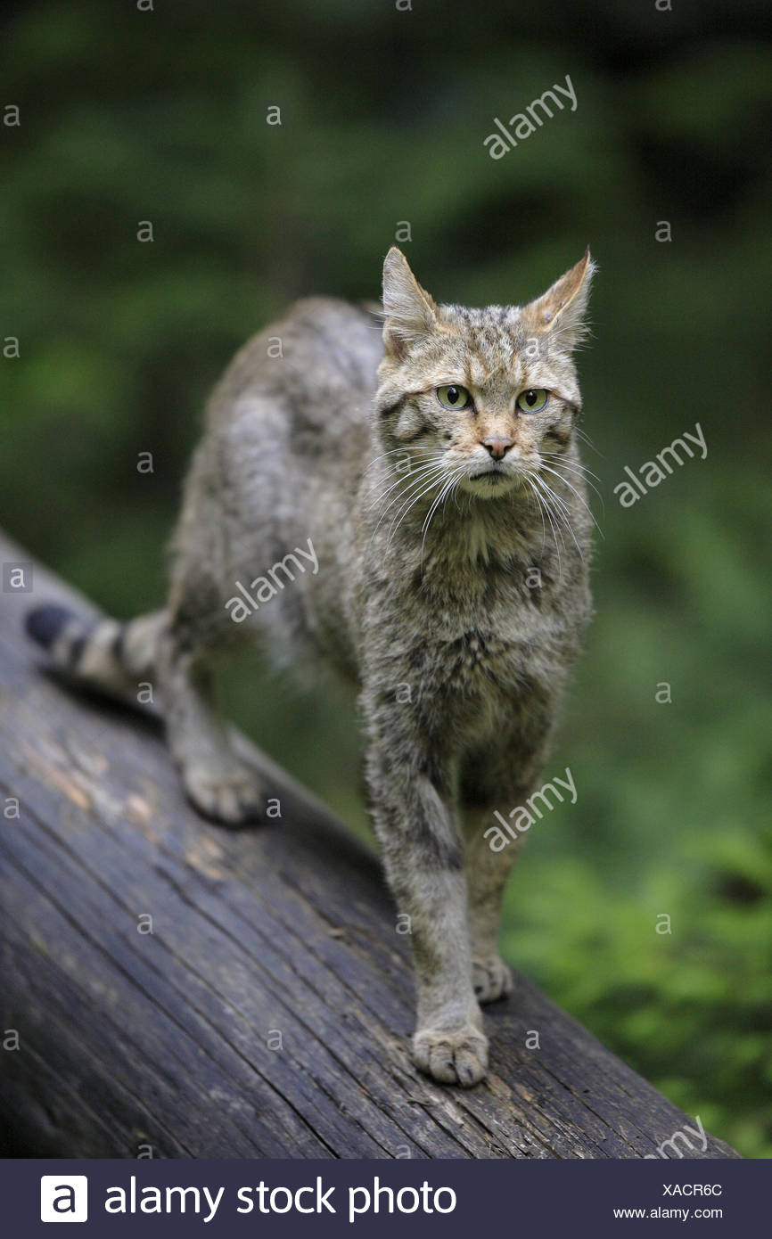 Wildcat Germany High Resolution Stock Photography and Images - Alamy