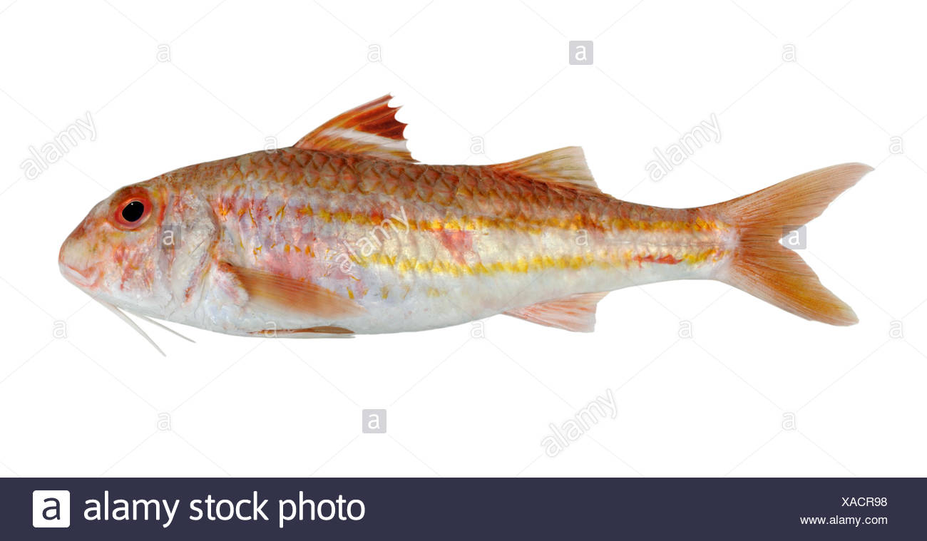 Striped Mullet High Resolution Stock Photography and Images - Alamy