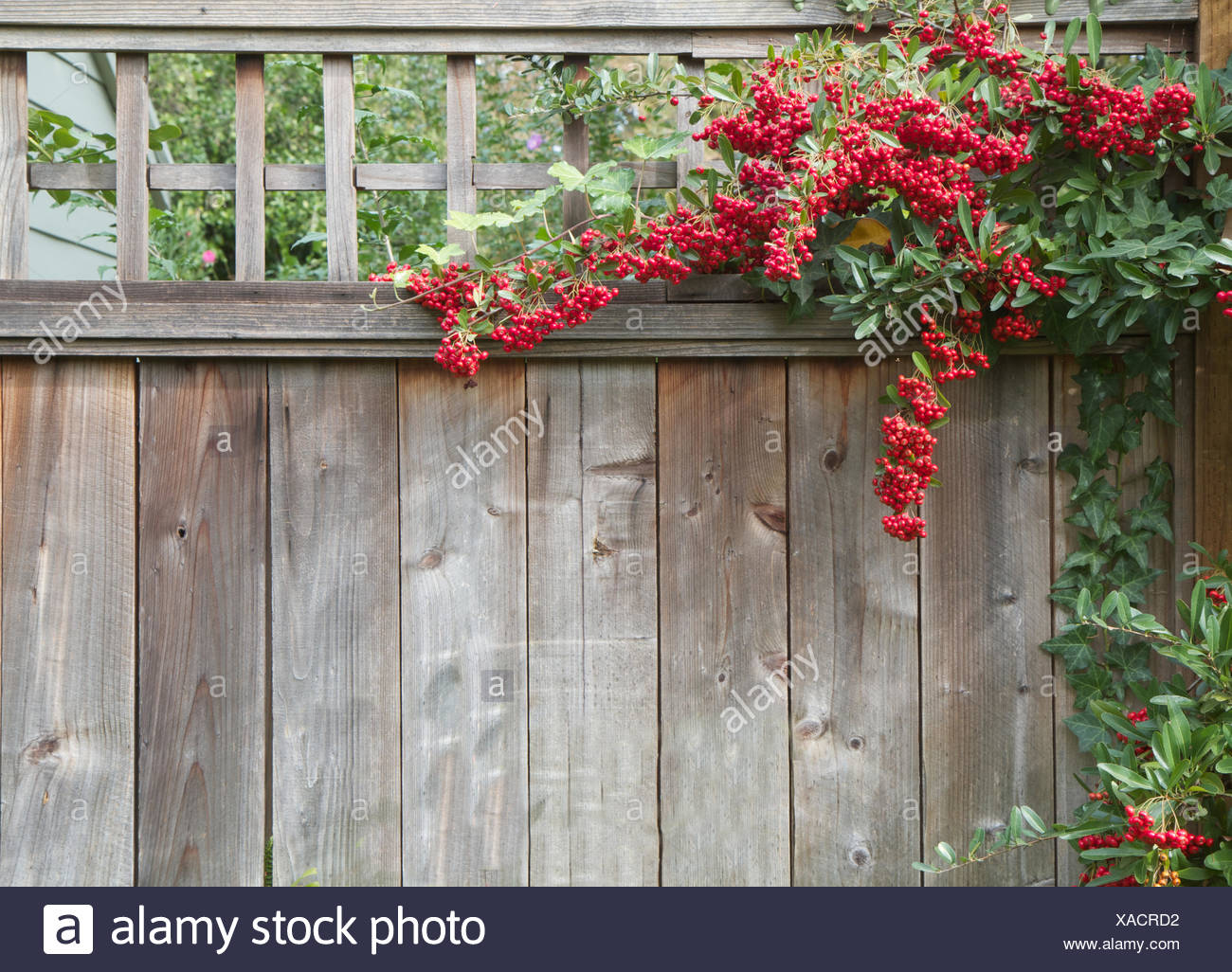 Pyracantha Berries High Resolution Stock Photography and Images - Alamy