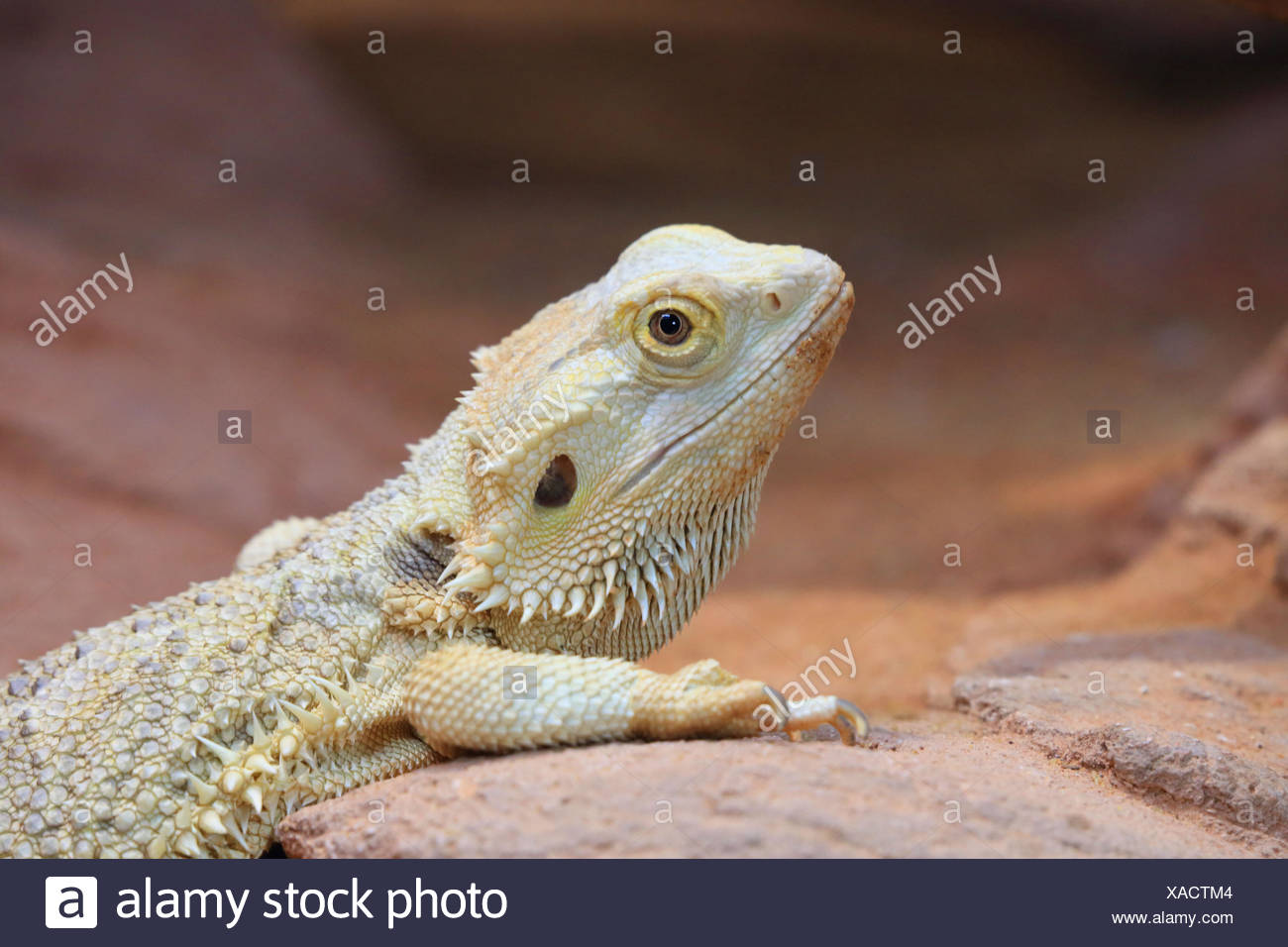 Pogona Vitticeps Bearded Dragon High Resolution Stock Photography and ...